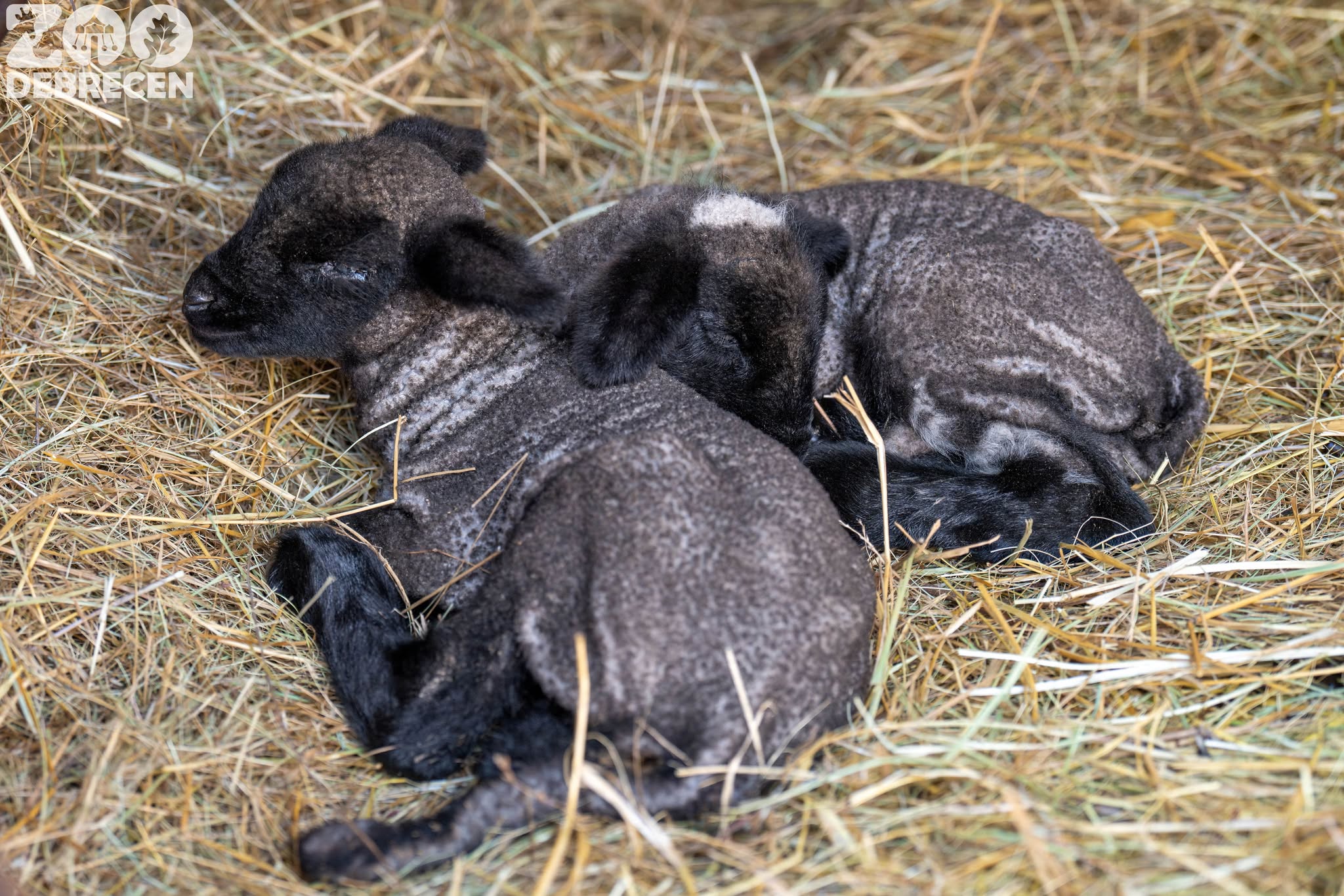 New arrivals at Debrecen Zoo: cigája lambs born