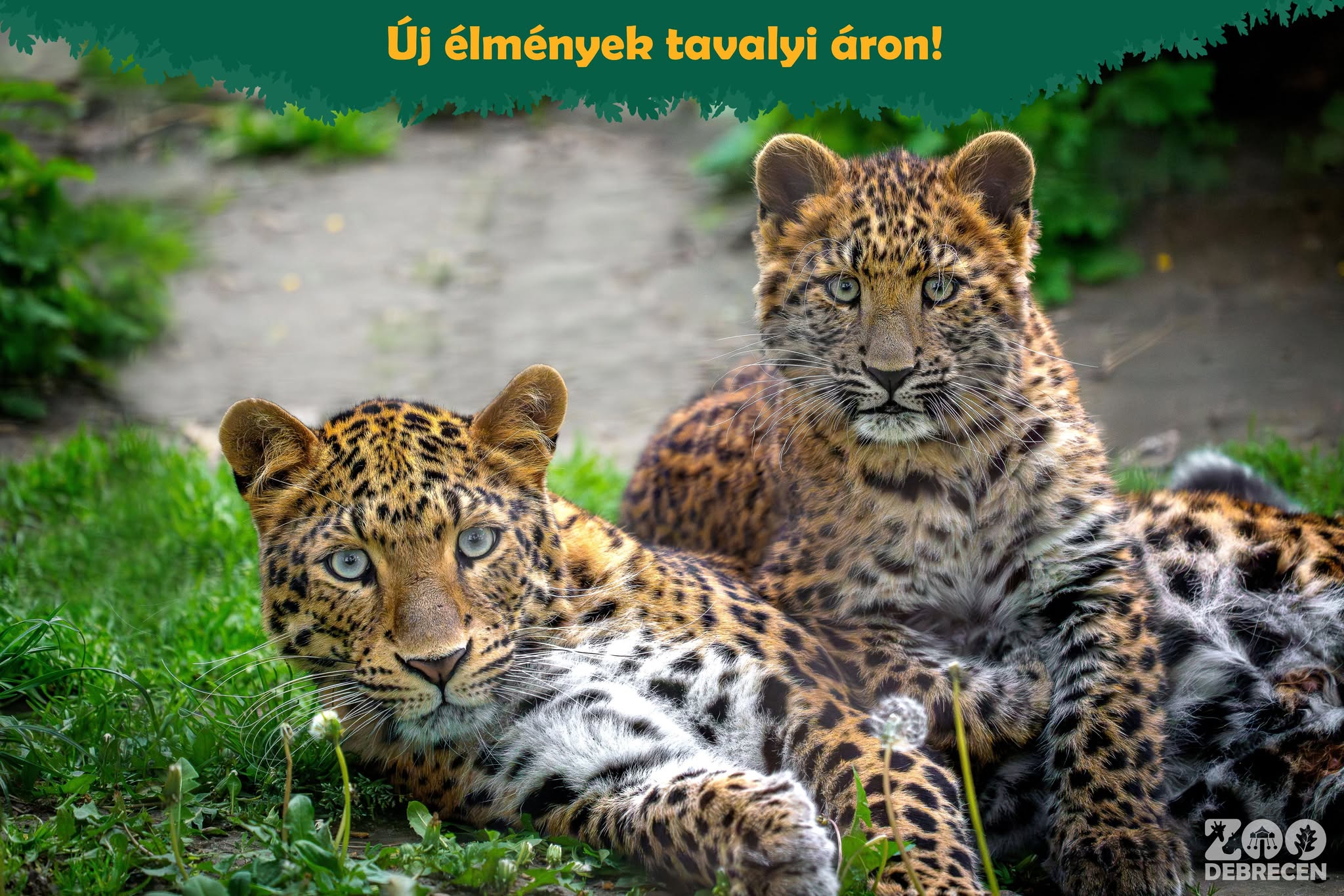 Season-opening magic at the Debrecen Zoo Amusement Park