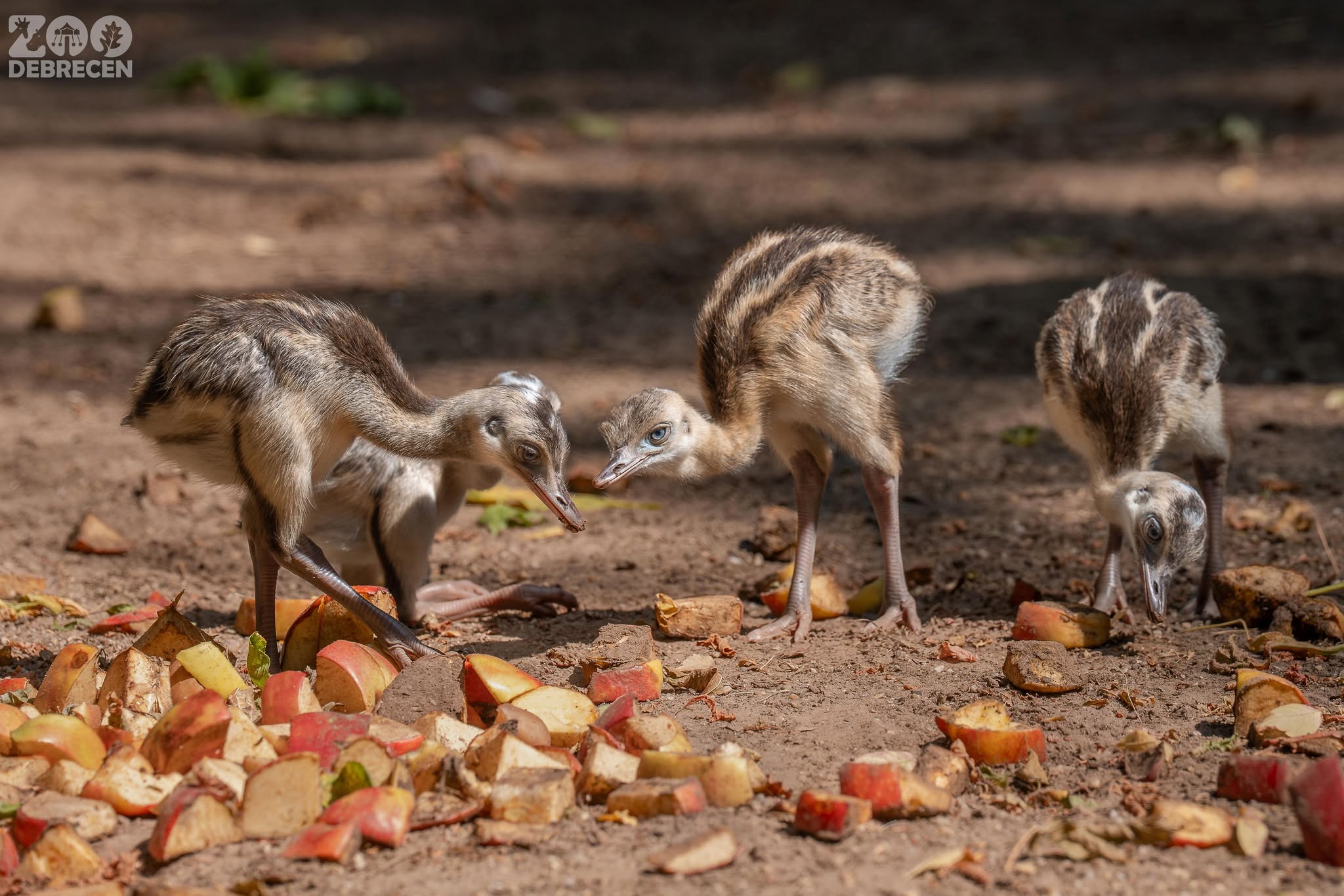 Historic success at Zoo Debrecen – First rhea chicks hatched