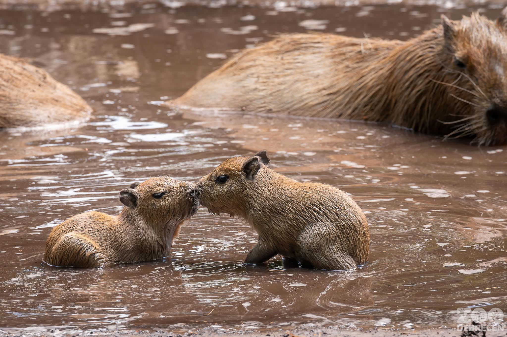 Three baby capybaras were born at the zoo