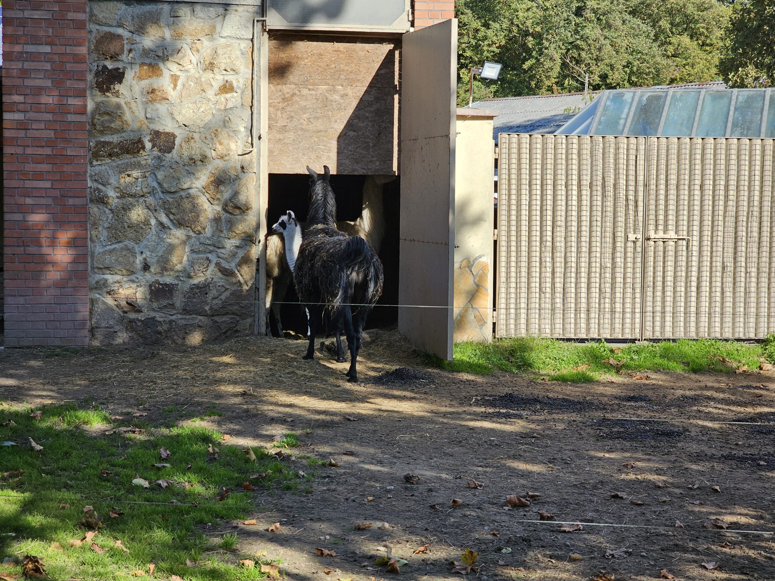 A llama was born in September at the Debrecen Zoo - pictures