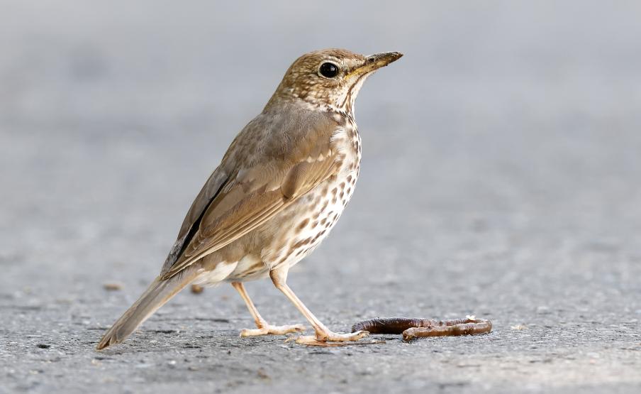 The song thrush has been named Bird of the Year 2026 in Hungary
