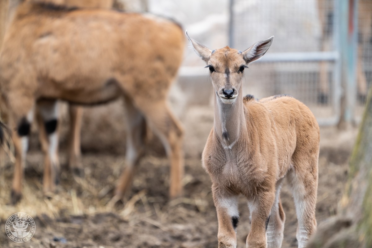 Moose antelope was born in the Zoo in Debrecen