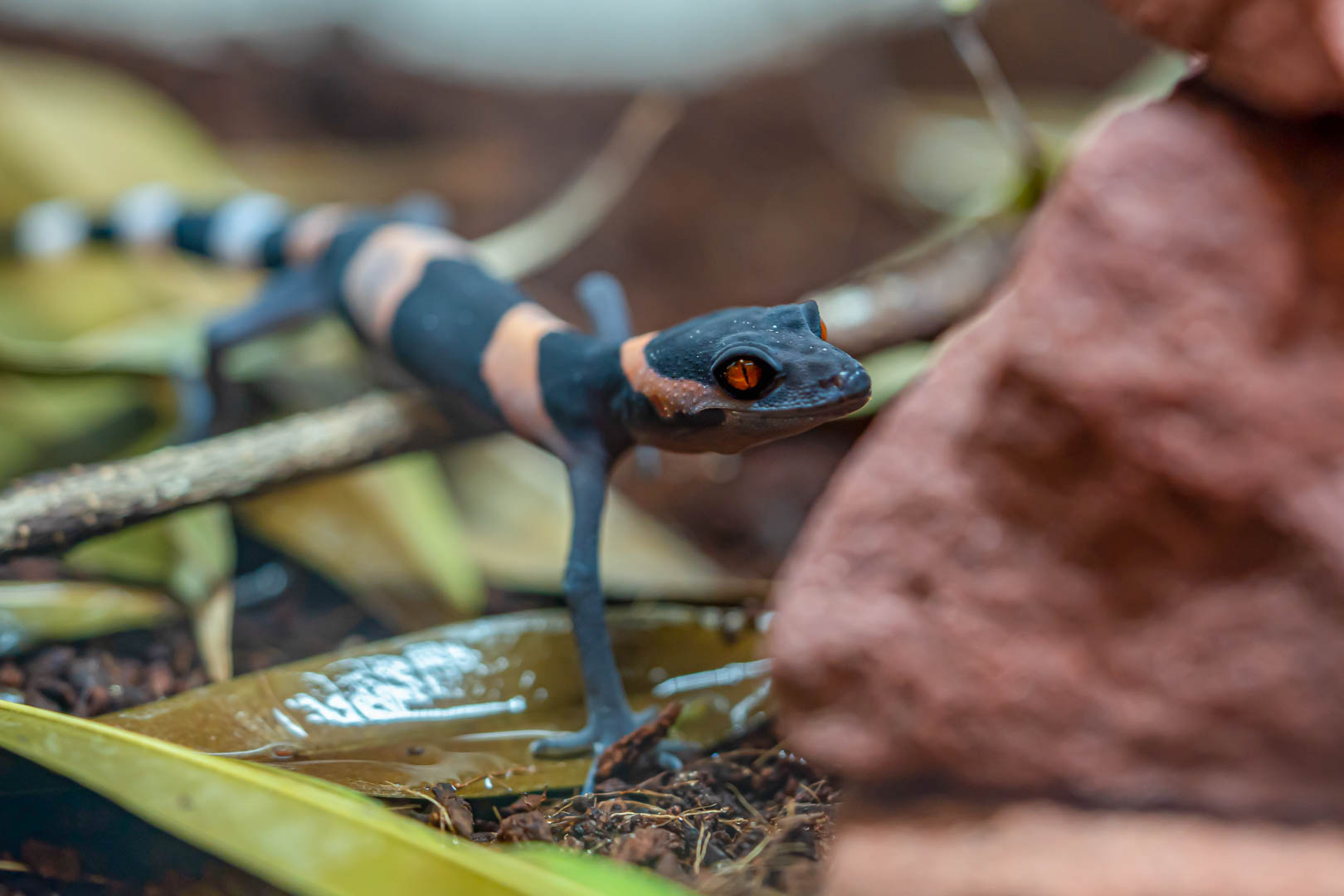 Zoo Debrecen Campaigns for Southeast Asian Wildlife with New Exhibit ...